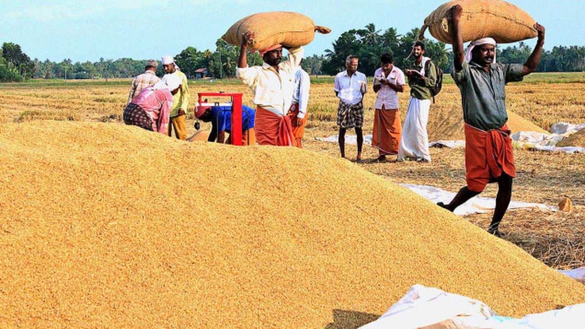 Paddy procurement nears completion in Alappuzha - The Hindu