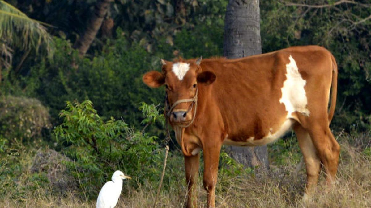 Bringing back desi cows - The Hindu