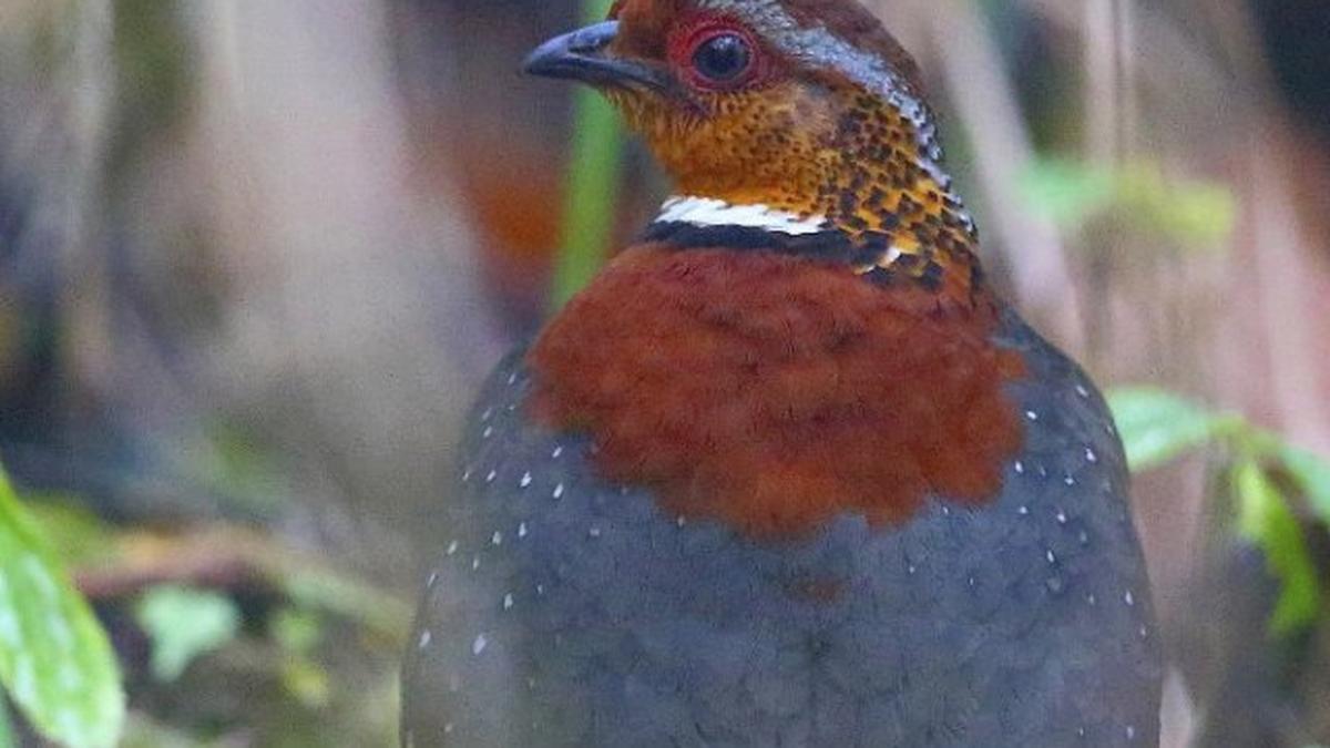 Bengaluru shutterbug captures rare Partridge - The Hindu