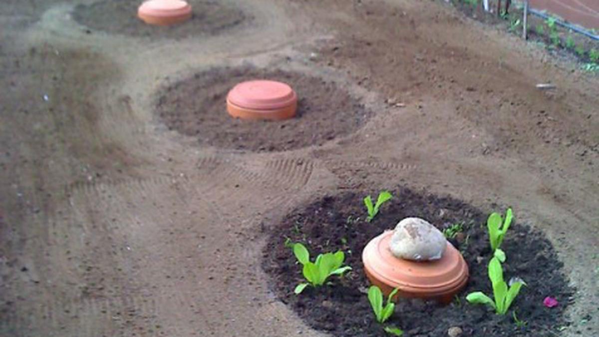 Pitcher perfect - The Hindu