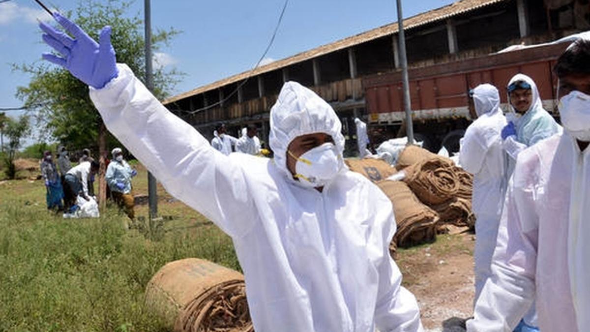 Culling operations in full swing - The Hindu