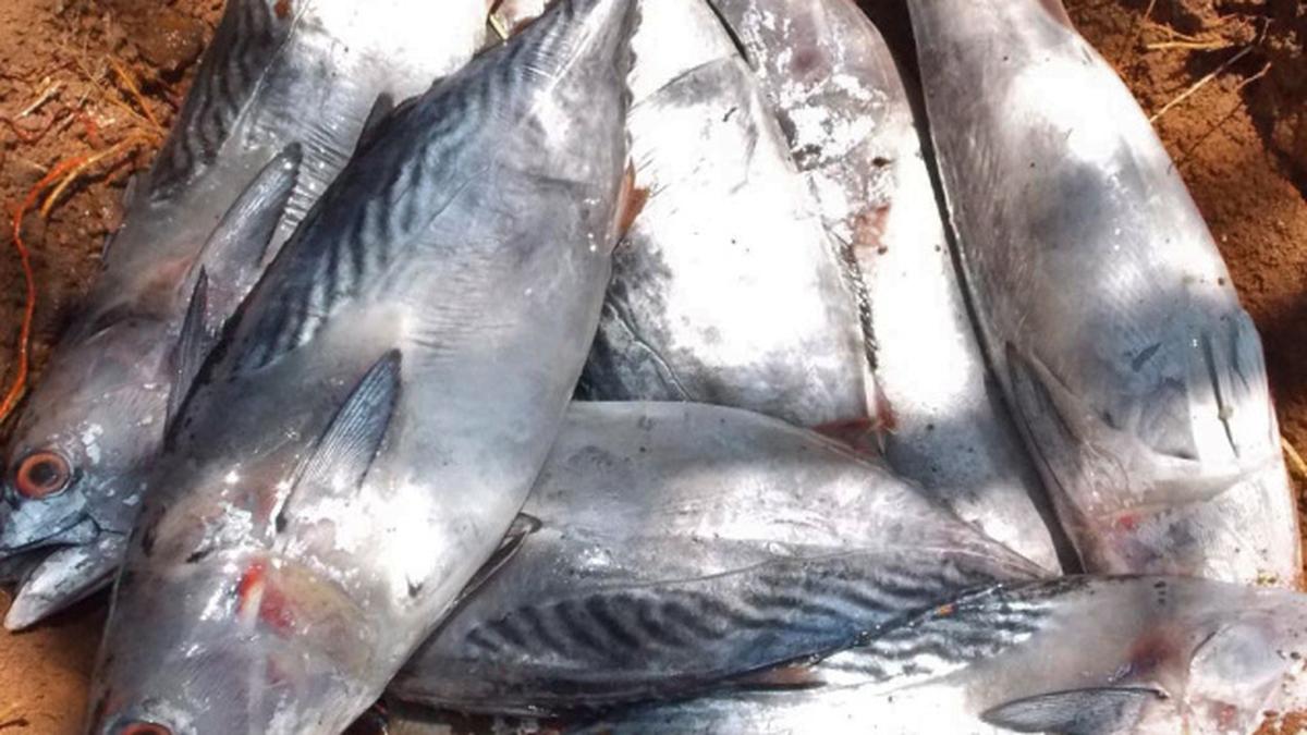 Rotten tuna seized from market - The Hindu