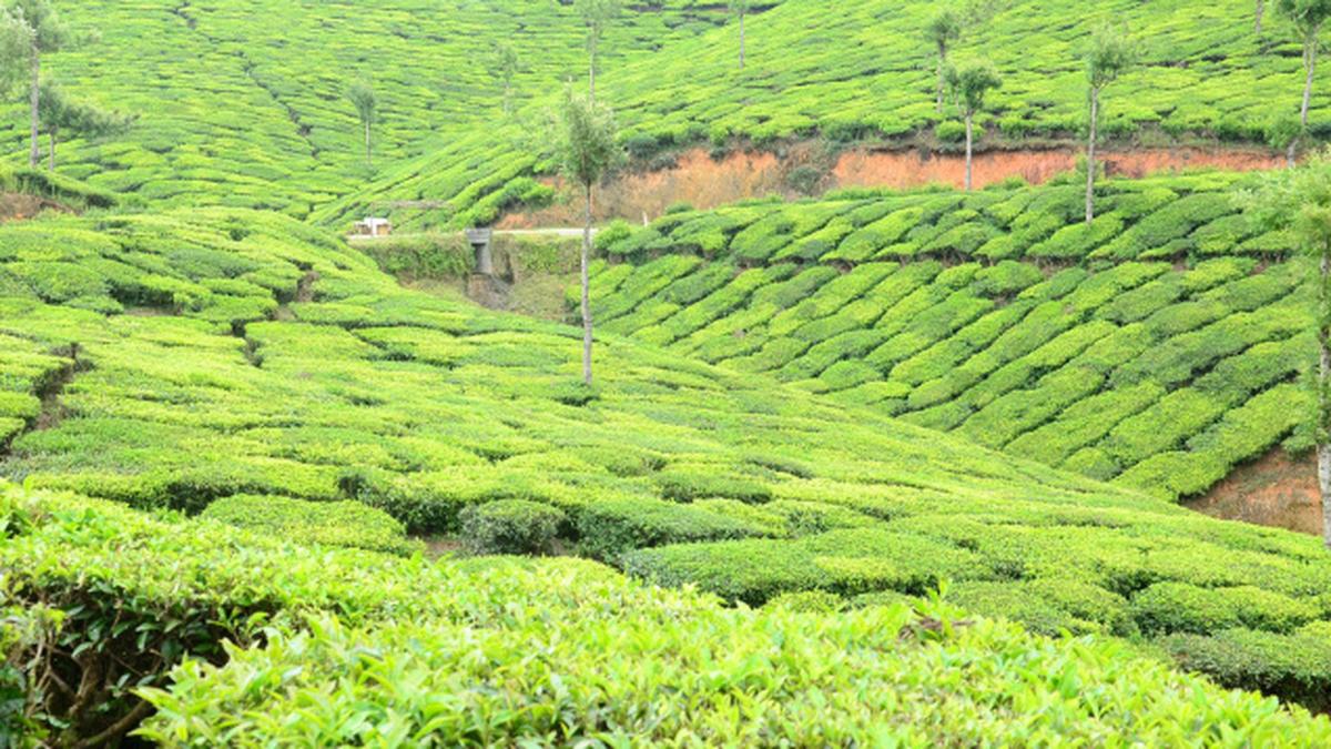 Tea industry launches pilot scheme with Israeli company to tackle ...