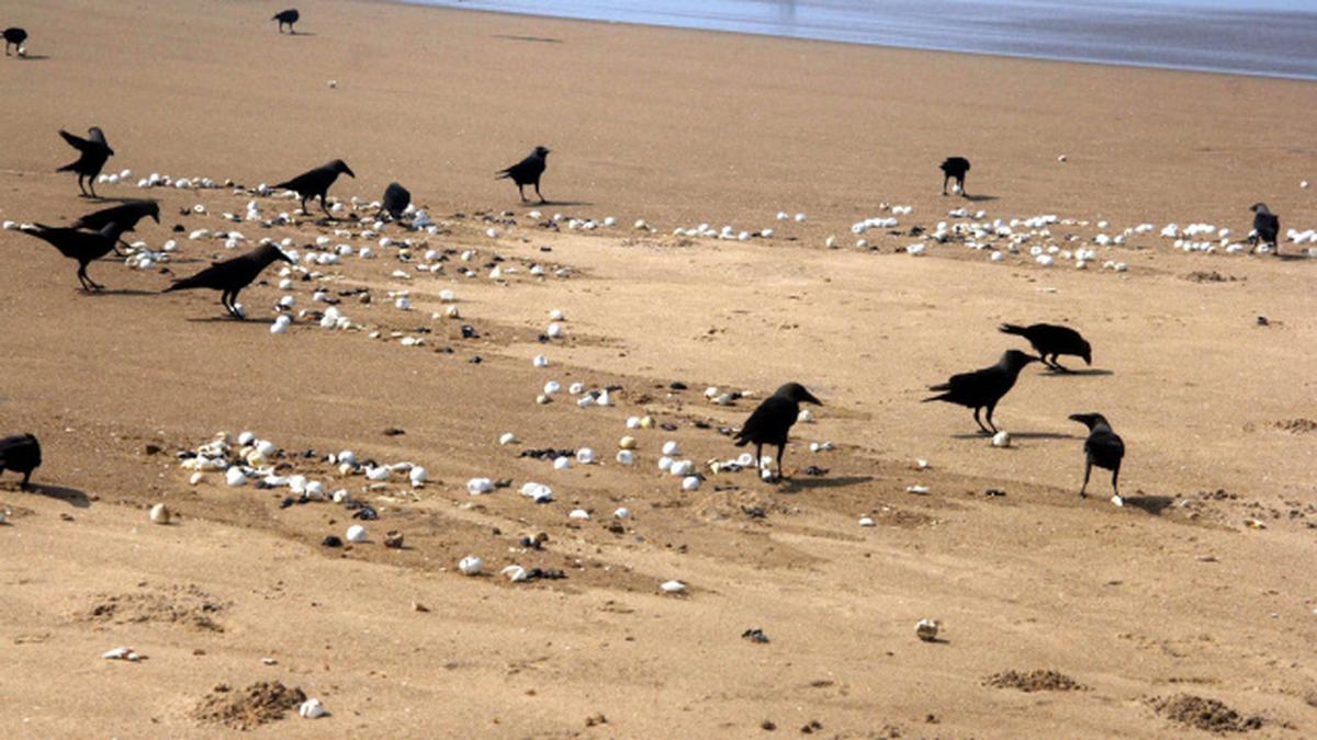 High tides destroying Olive Ridley turtles’ nests - The Hindu