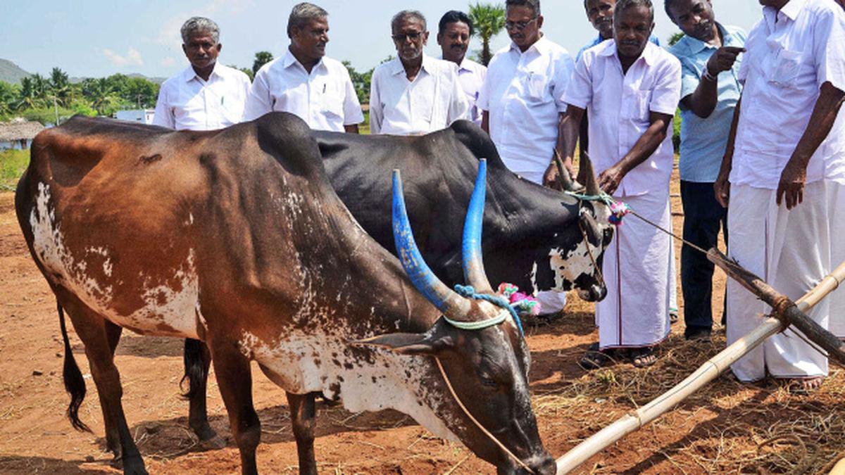 Conserve Alambadi cattle breed, farmers told - The Hindu