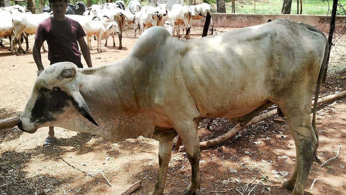 Deoni breed loses currency among Medak farmers - The Hindu