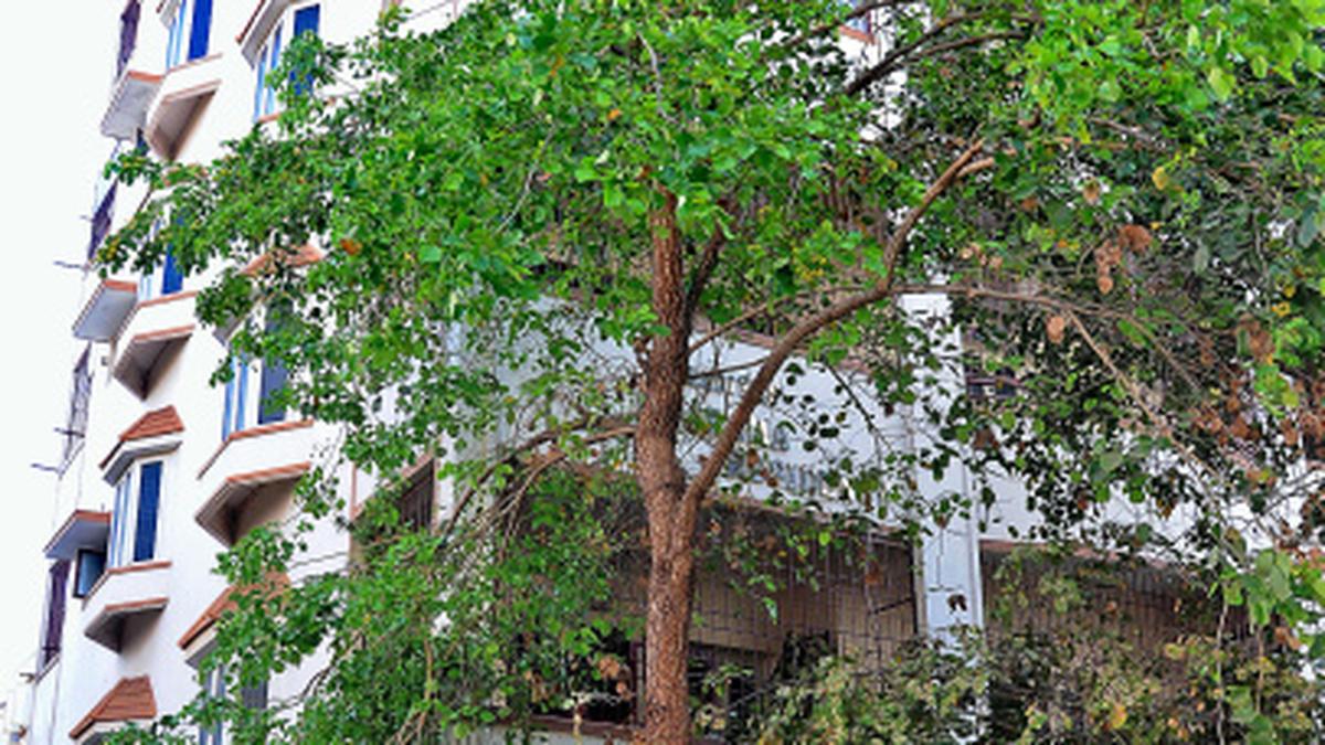 Red Sanders tree, a centre of attraction here - The Hindu