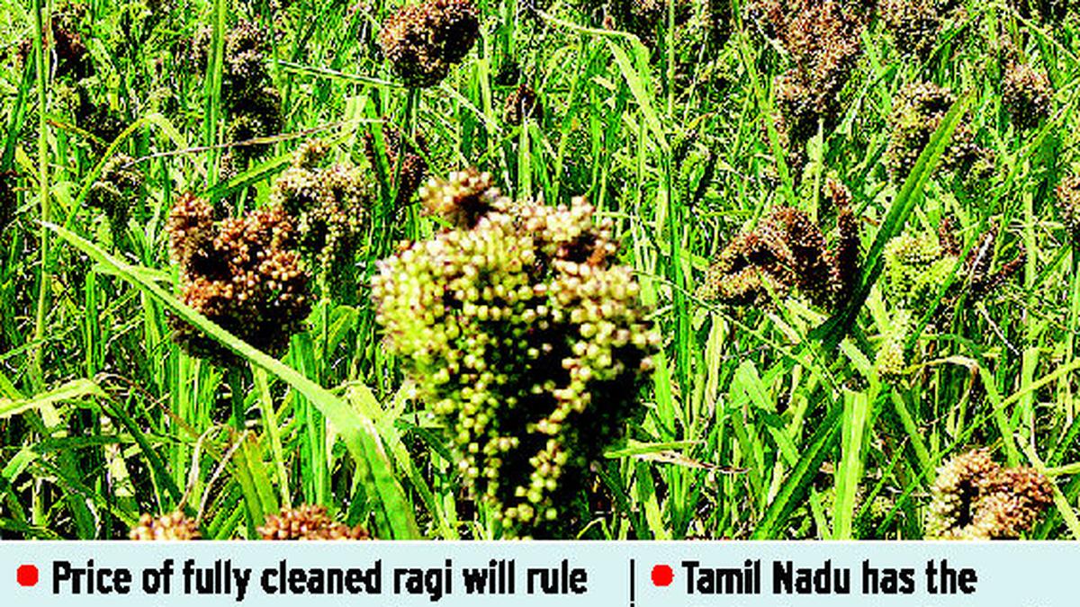 Store ragi now and sell it in February-March, farmers told - The Hindu