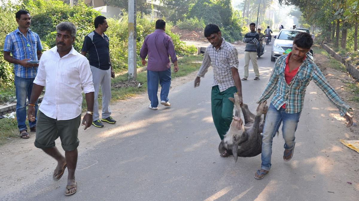 CMC launches drive to capture stray pigs - The Hindu