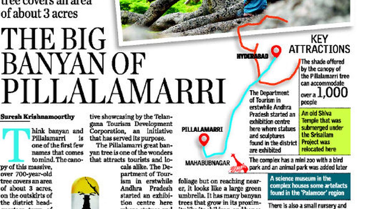 The Big Banayan of Pillalamarri - The Hindu
