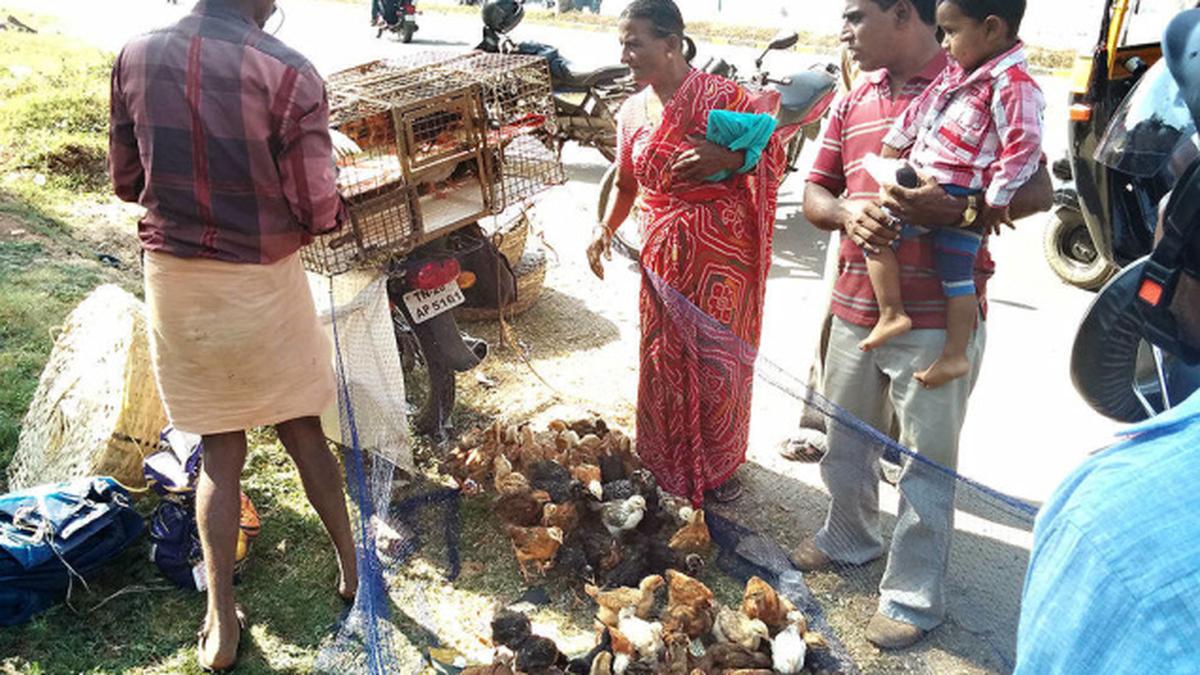 Growing demand for Giriraja chicken breed - The Hindu