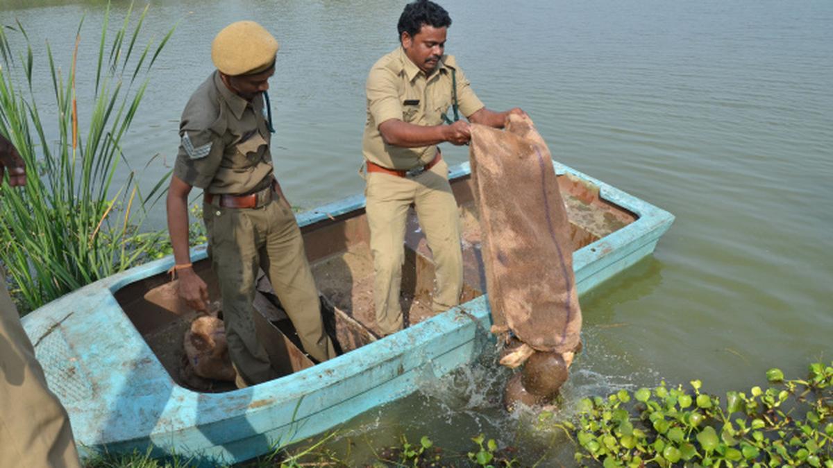 Turtle smuggling racket busted - The Hindu