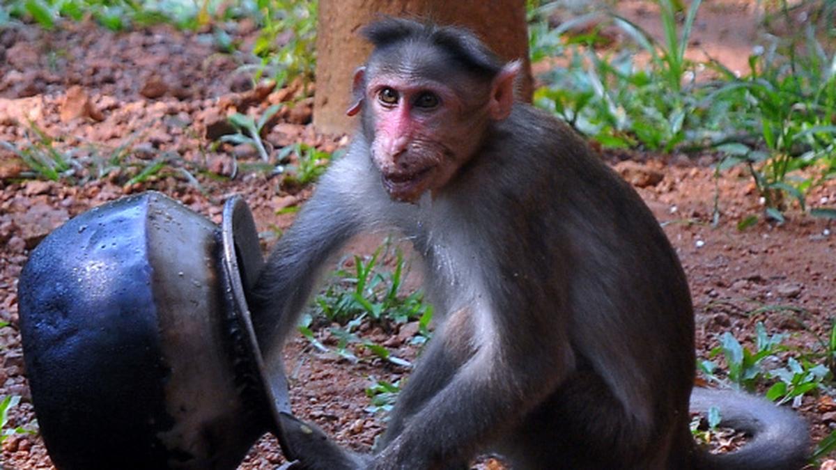 Simian menace makes life hell for Konott residents - The Hindu