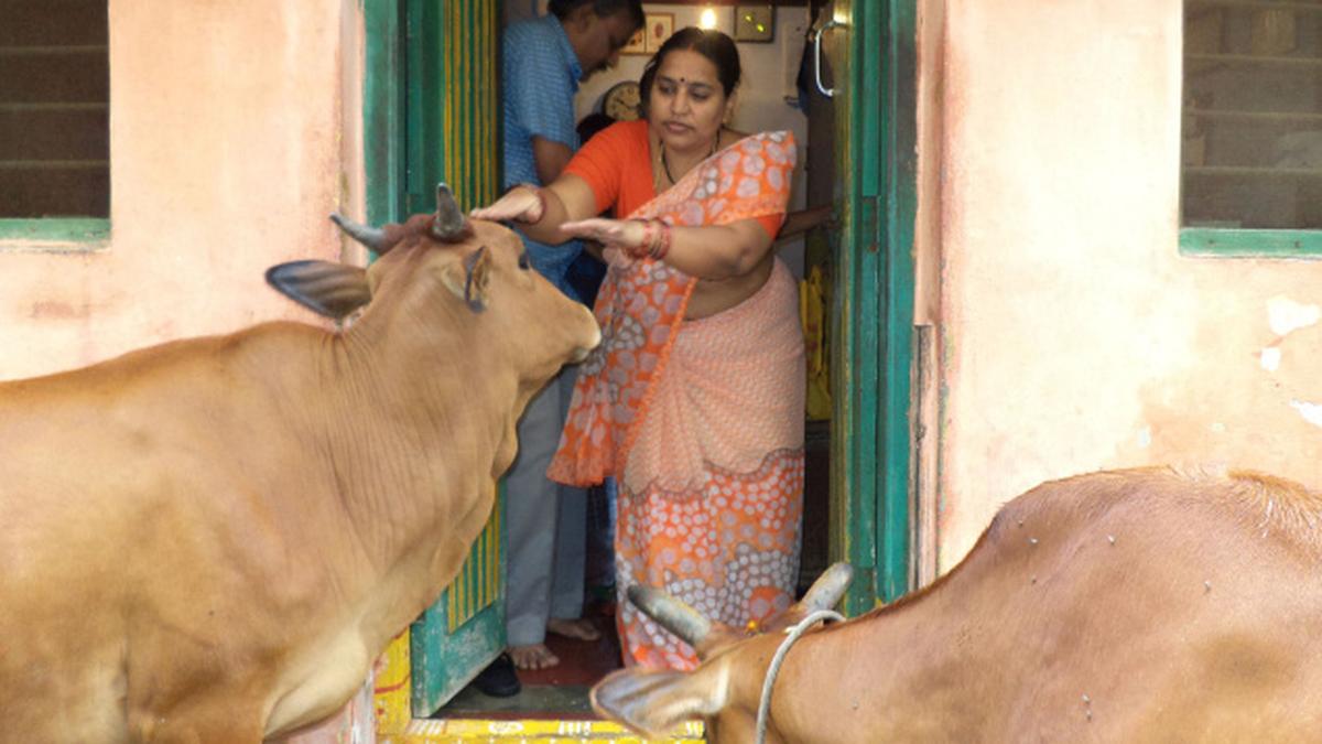 Where cows are welcomed with open arms - The Hindu