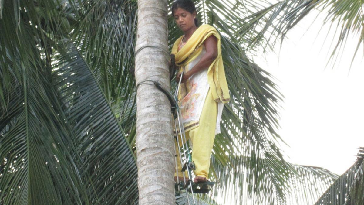 Coconut plucking: women take giant strides - The Hindu