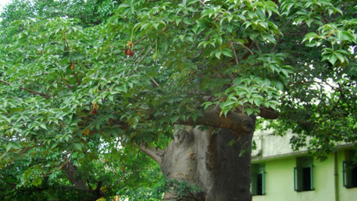 Will Baobab make it big at Pilikula ? - The Hindu