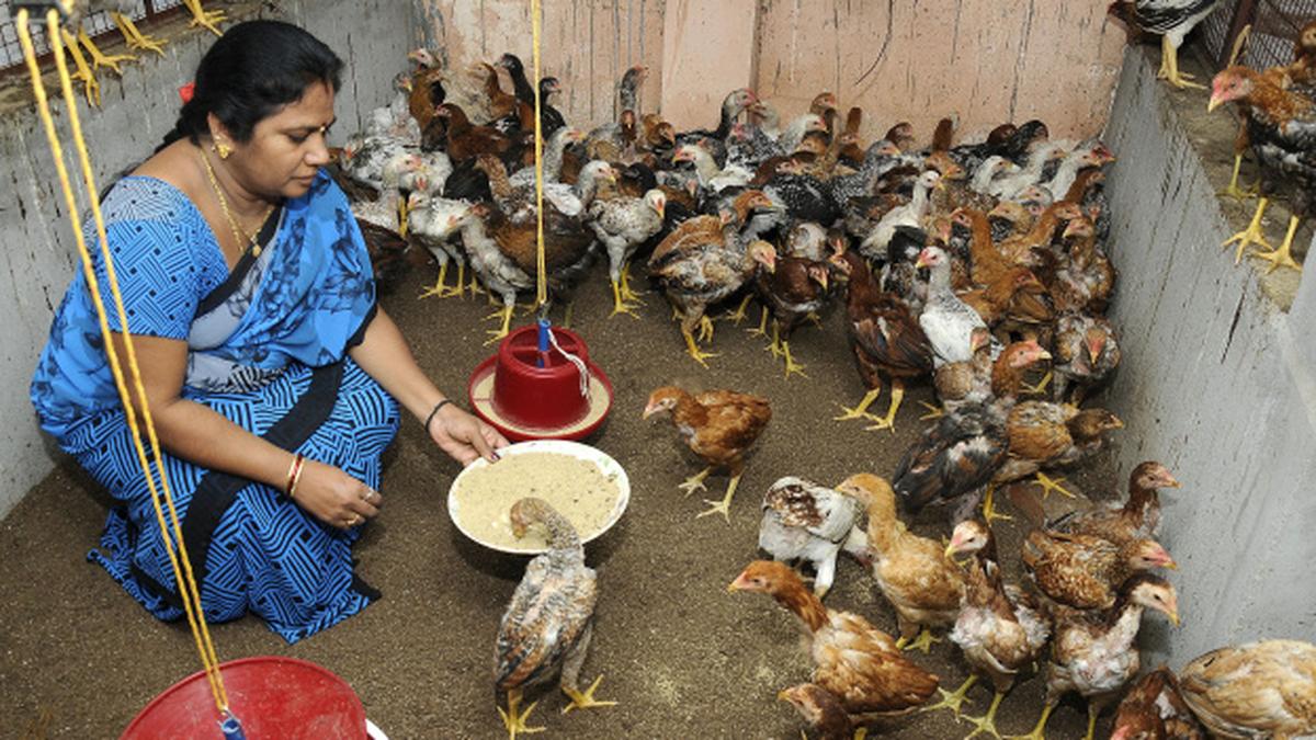 Women’s SHG members encouraged to take up poultry - The Hindu