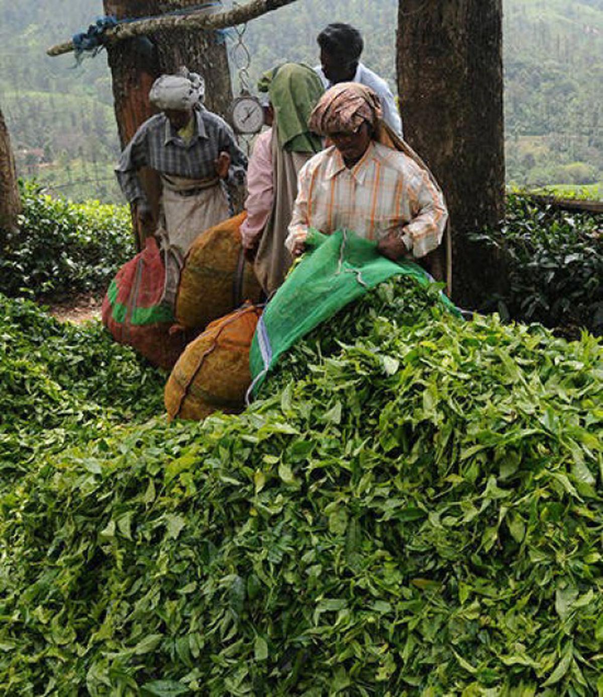 Tea industry fears hurdles to PPC implementation - The Hindu