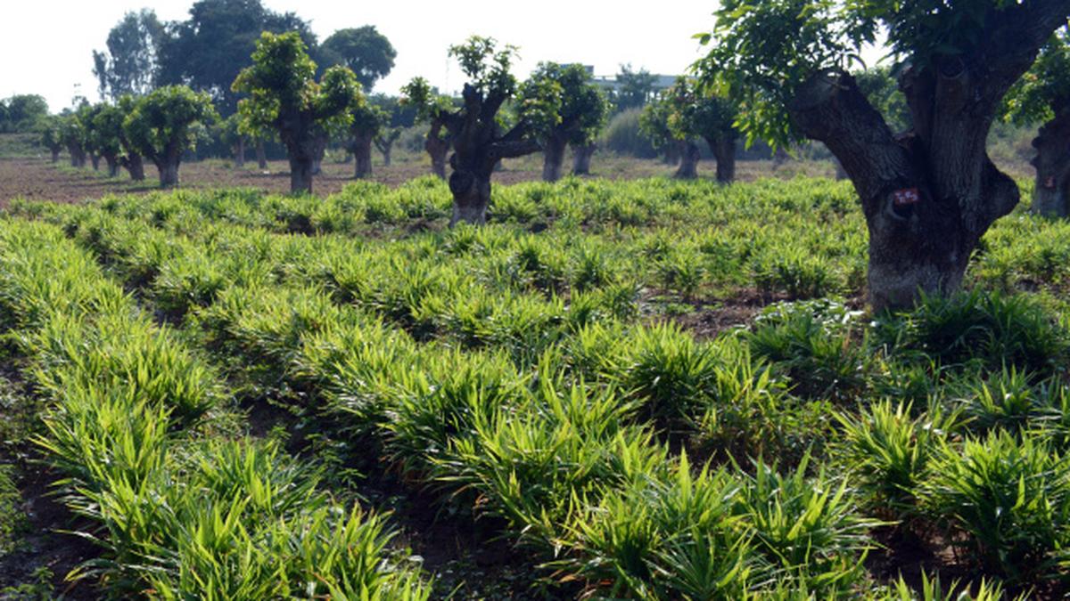 ‘Astabal’ battles serious problems - The Hindu