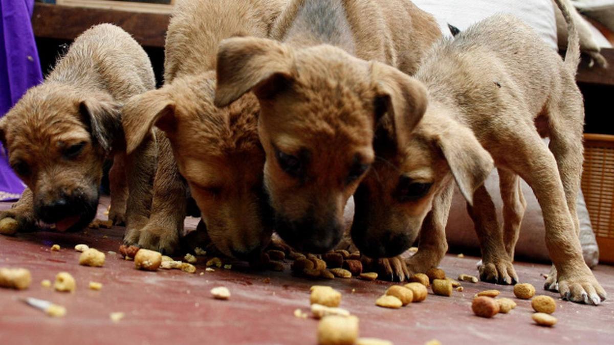 Couple strive for a better world for animals - The Hindu