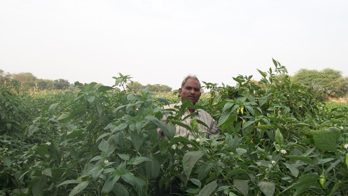 Innovative methods in vegetable growing bring good yields - The Hindu