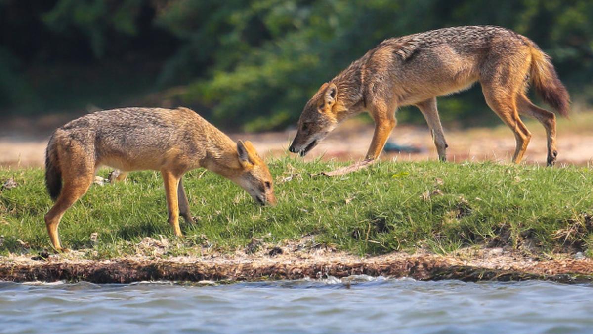 Pulicat, a bastion for besieged jackal population - The Hindu