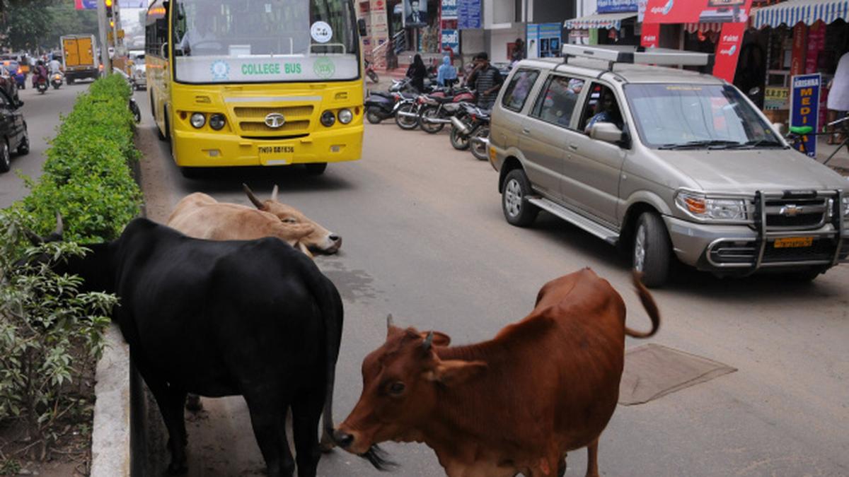 Stray cattle stay put on roads in Madurai - The Hindu