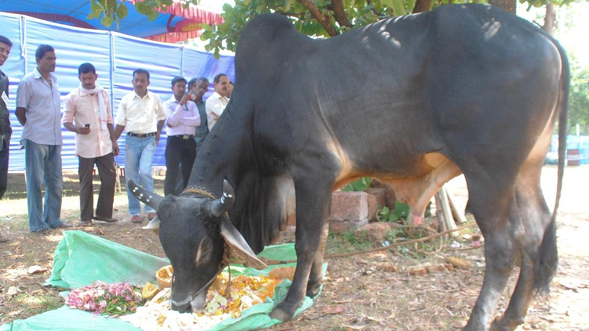 Kankrej bull steals the show at Krishi Utsava - The Hindu