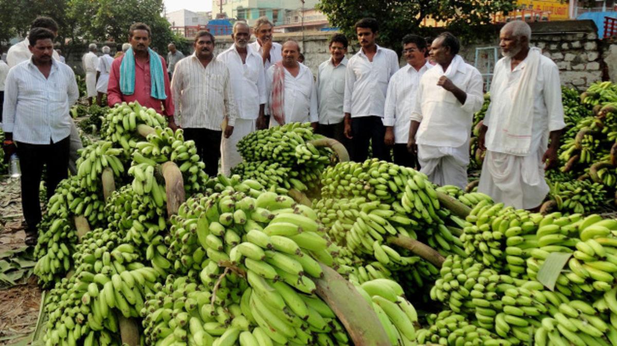 NRCB shows the way for banana farmers - The Hindu