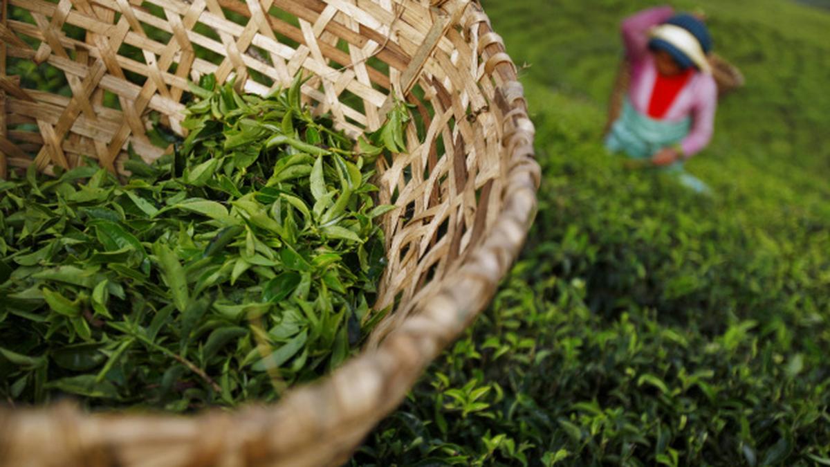 MRLs have larger impact on tea trade, feels FAO - The Hindu