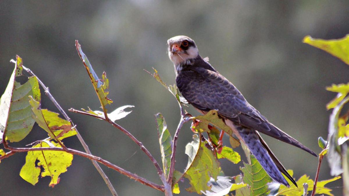 Migratory Amur falcon spotted at Kulai - The Hindu