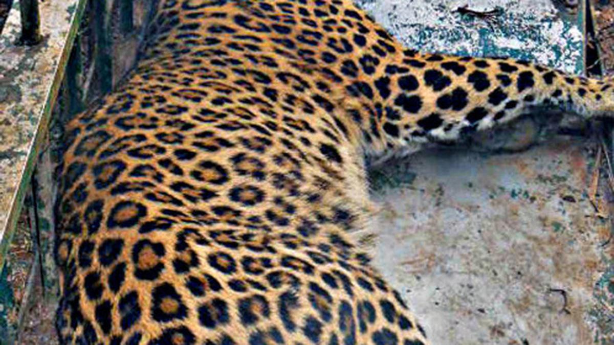 Leopard trapped - The Hindu