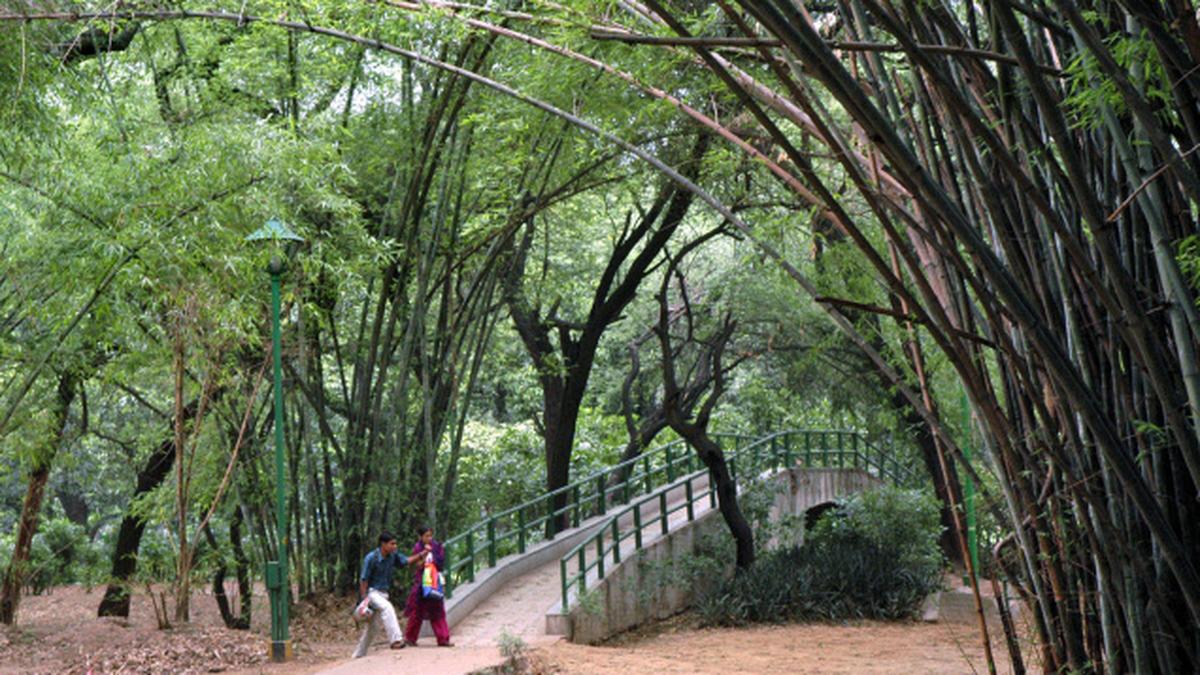 Tapping bamboo power - The Hindu