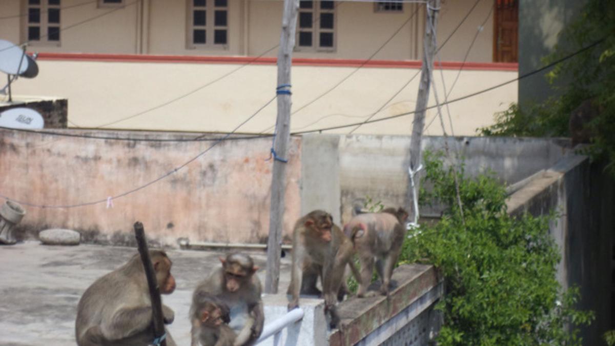 Don’t ignore monkey bites, say experts - The Hindu