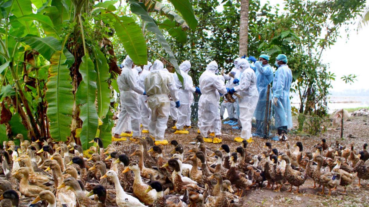 Bird flu: culling begins in three districts - The Hindu
