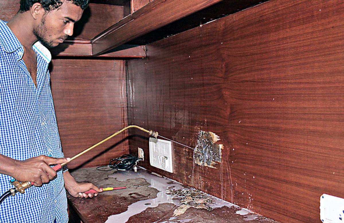 Tackling termites - The Hindu