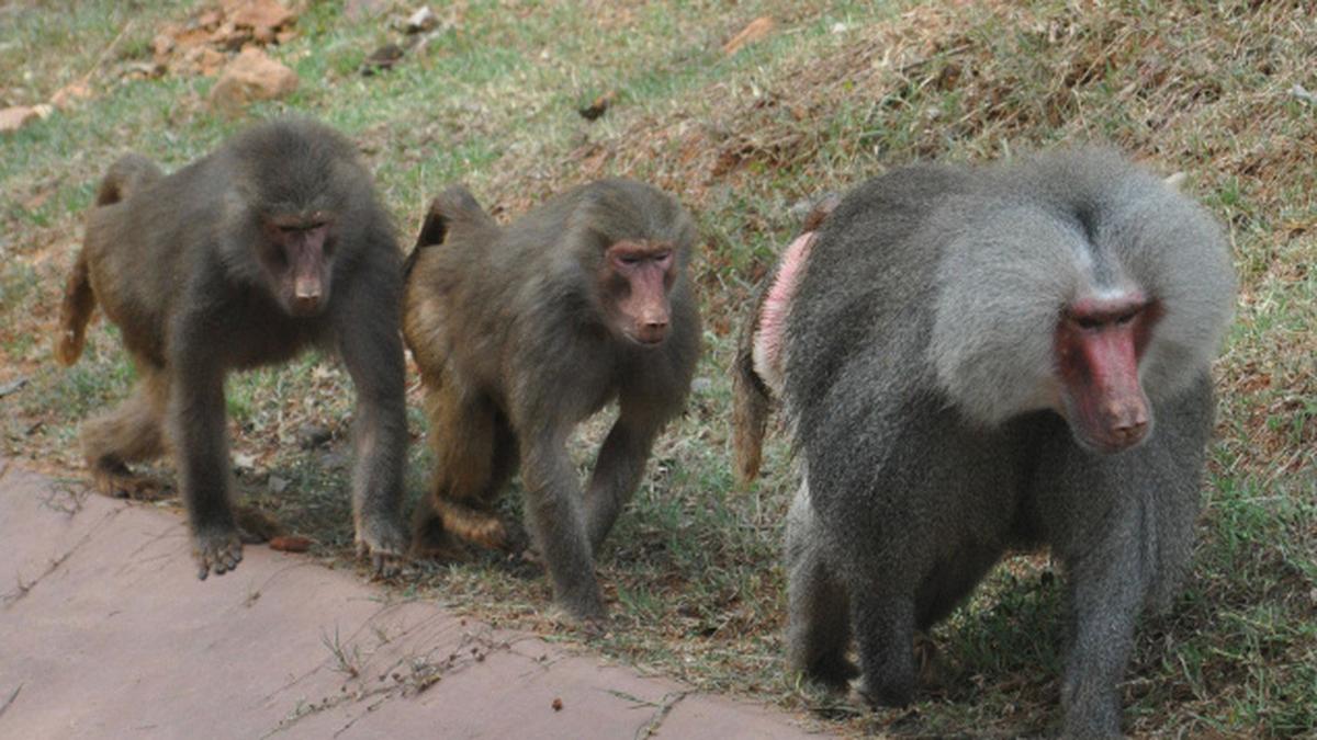 Hamadryas Baboons arrive at S.V. Zoological Park - The Hindu