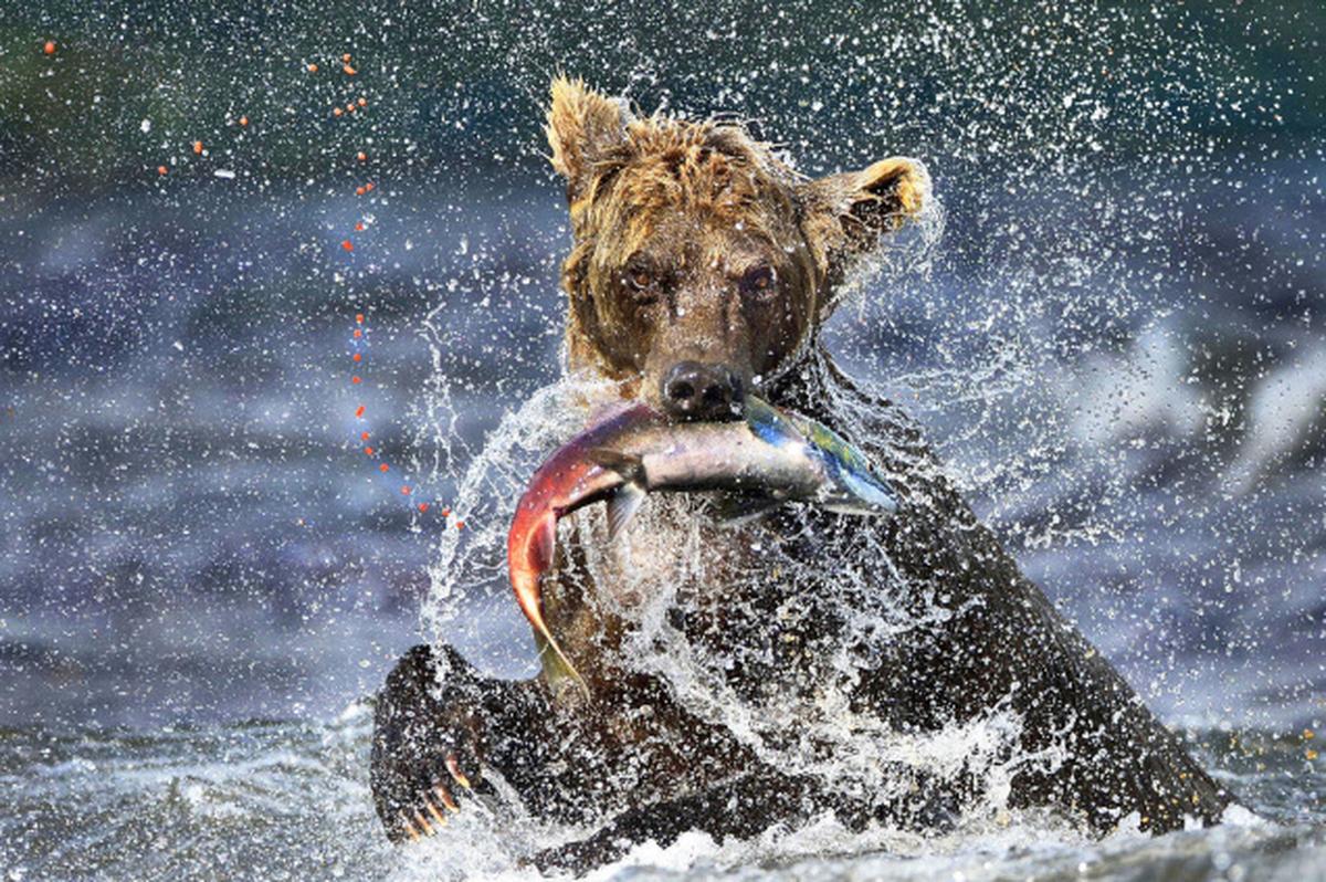 Wildlife caught on camera from across the world - The Hindu