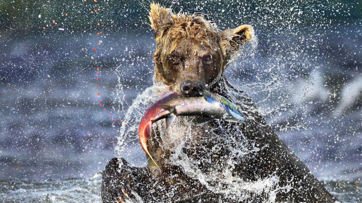 Wildlife caught on camera from across the world - The Hindu