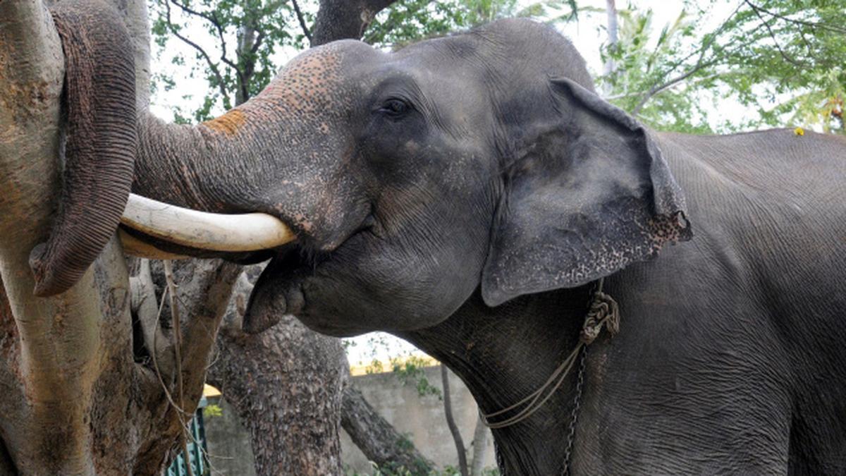 It’s rest time for Dasara elephants - The Hindu