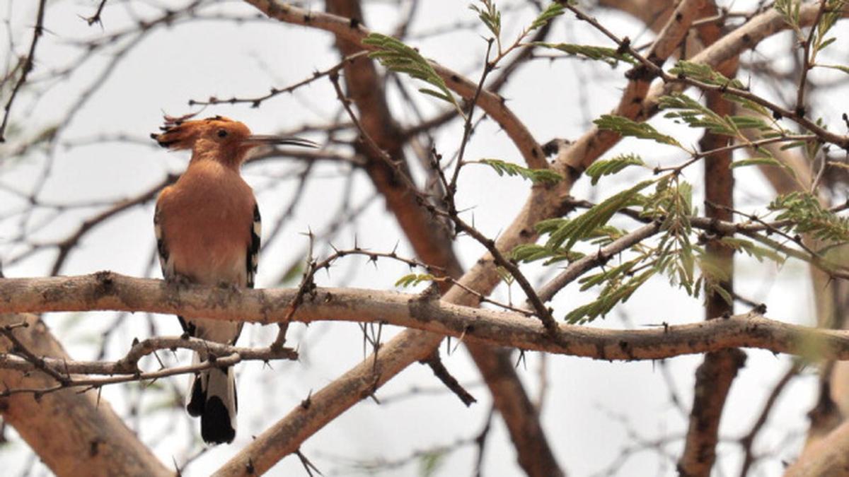 Of cyclones and their naming - The Hindu