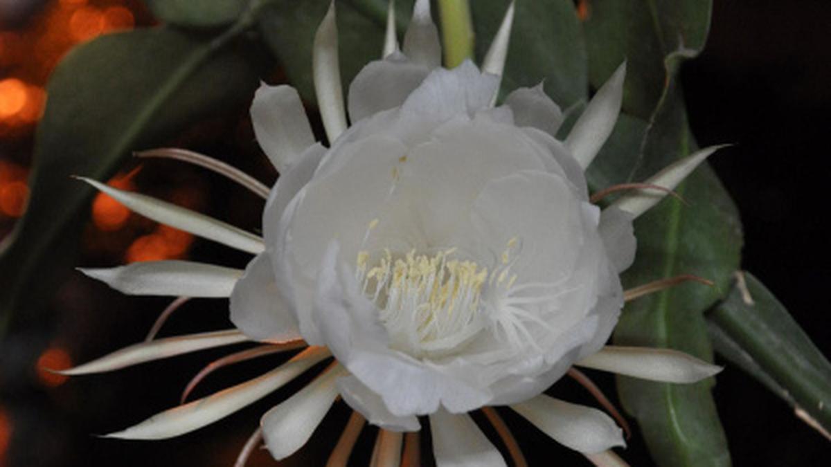 ‘Brahma Kamalam’ in full bloom - The Hindu