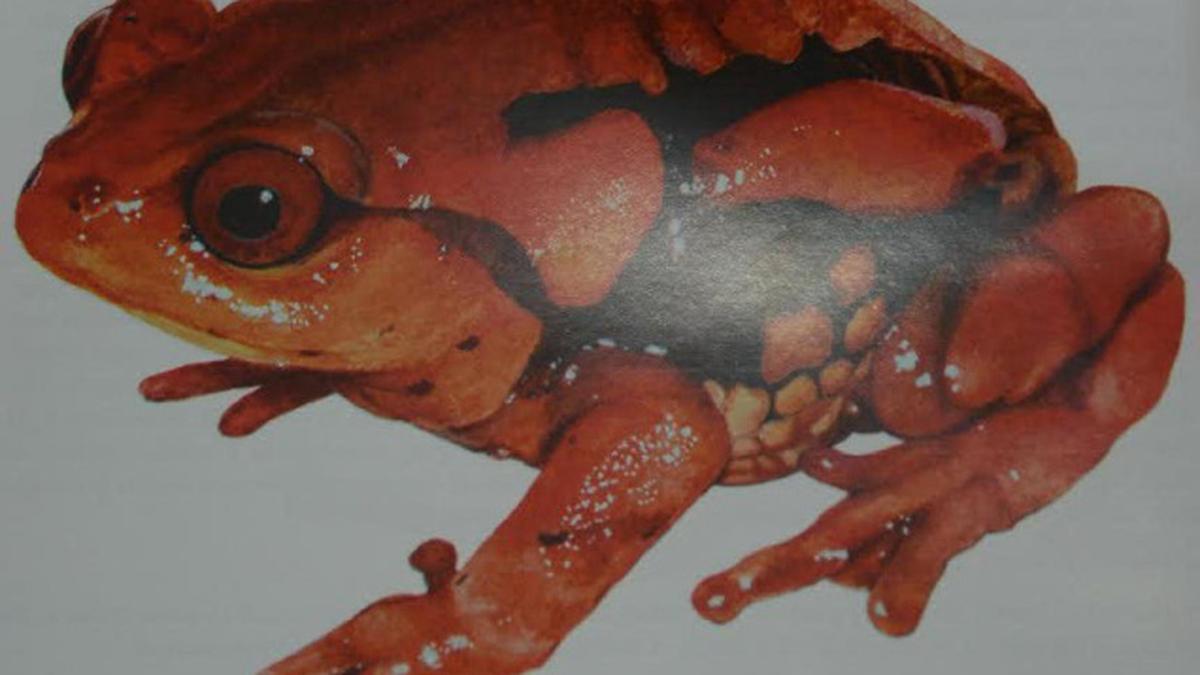 Over one-fifth of India's frogs under threat - The Hindu