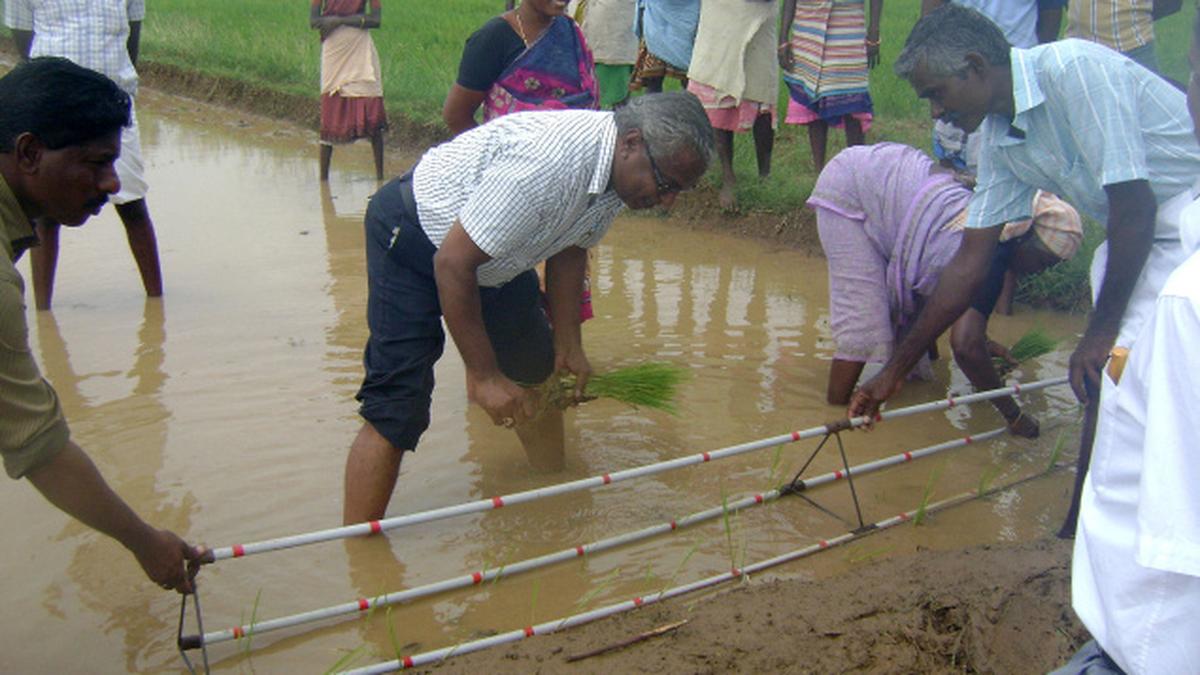 College develops device for transplantation of paddy seedlings - The Hindu