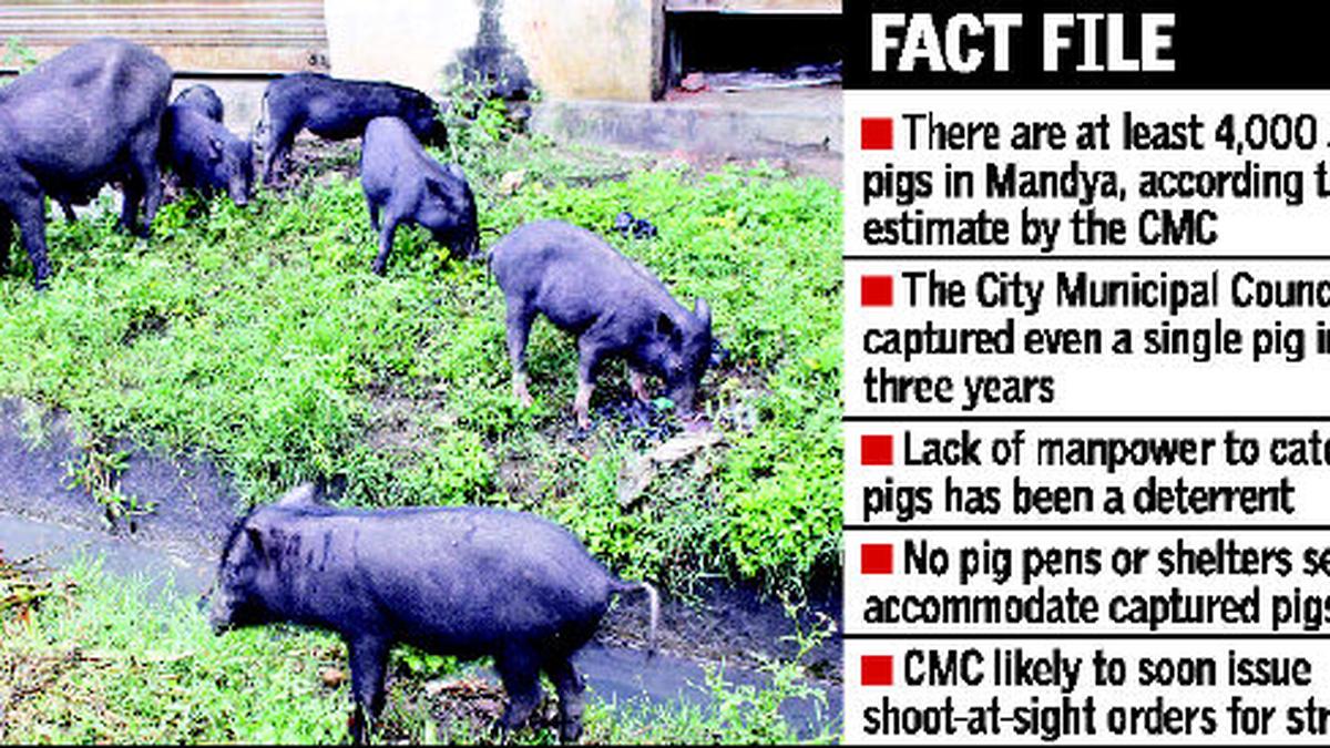 Stray pigs continue to wander freely across Mandya - The Hindu