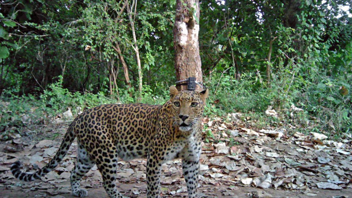 High density of leopards in Bhadravati division - The Hindu