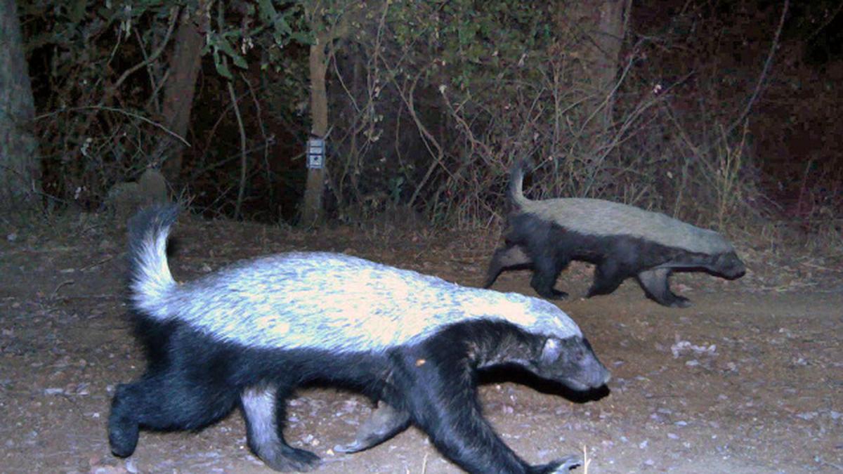 Elusive ratels finally caught on camera - The Hindu