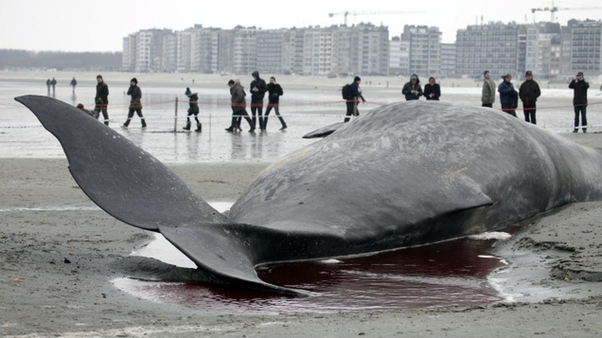 Question Corner: Beached Whales - The Hindu