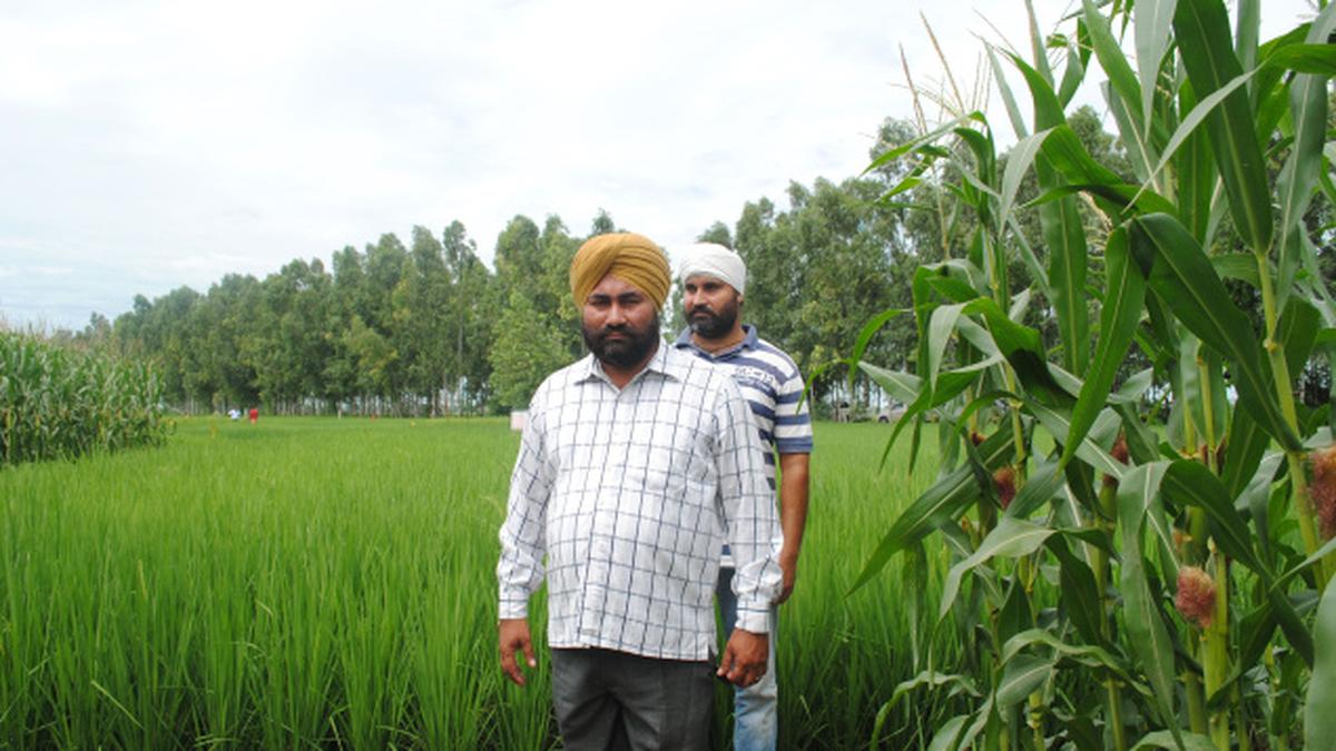 Karnal farmers get climate-smart - The Hindu