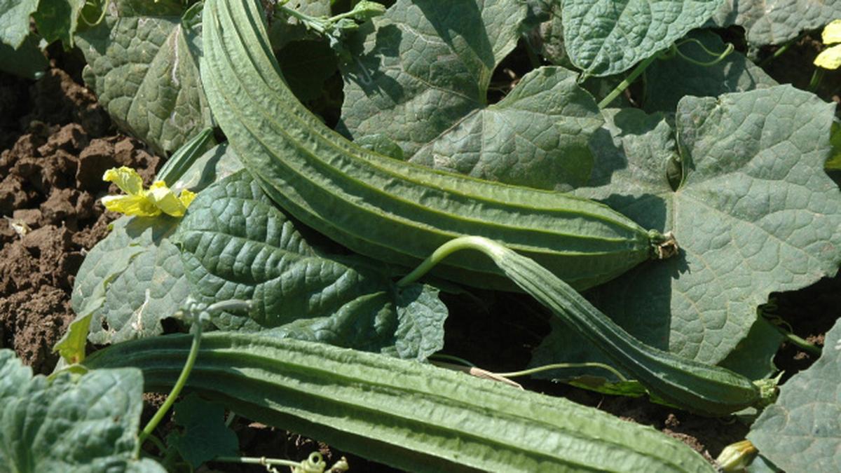 Good gourd! It’s a peerkangai - The Hindu